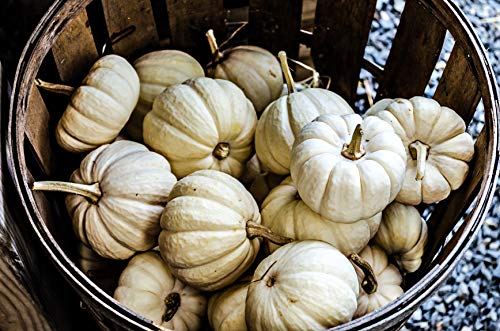 10 Small Pumpkin Varieties For Small Gardens - Urban Garden Gal