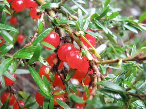 Coprosma - How to grow & care