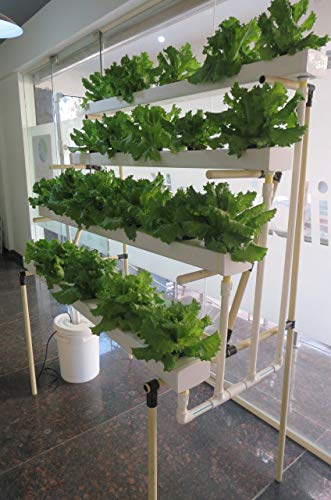 Hydrilla Hydroponics - Half Pyramid System (40 Plants) : Amazon.in ...