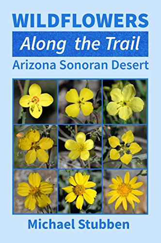 Sonoran Desert National Monument Wildflowers