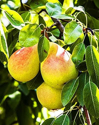 THE ACME NURSERY Babugosha/Indian Pear Grafted Fruit Live Plant ...