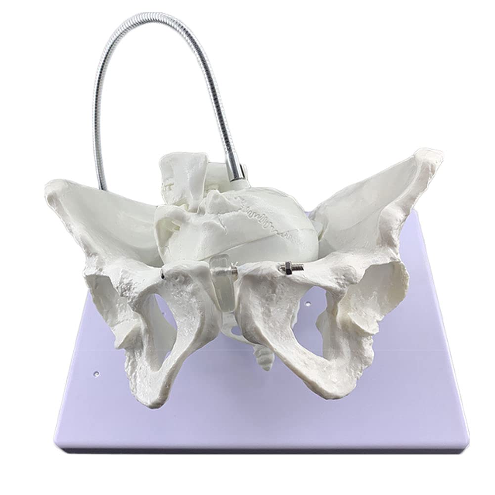 Buy 1:1 Life Size Maternal Midwifery Female Pelvis Model, Childbirth ...