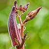 Amazon.com : Seeds4planting - Seeds Alabama Red Okra (Bamia, Lady ...