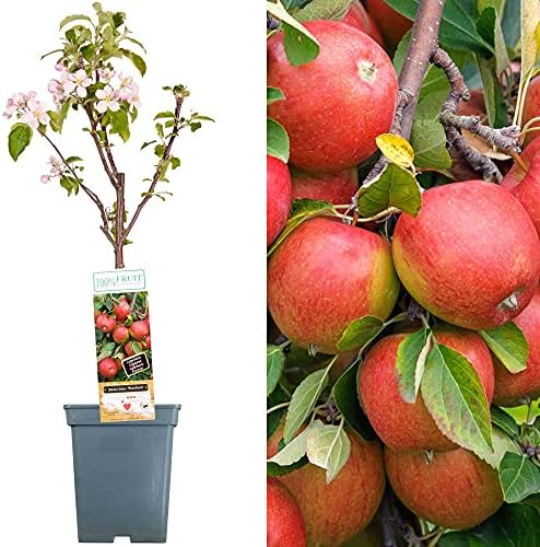 YouGarden - Duo Fruit Apple Tree, 2 Varieties of Apple on 1 Bare Root ...