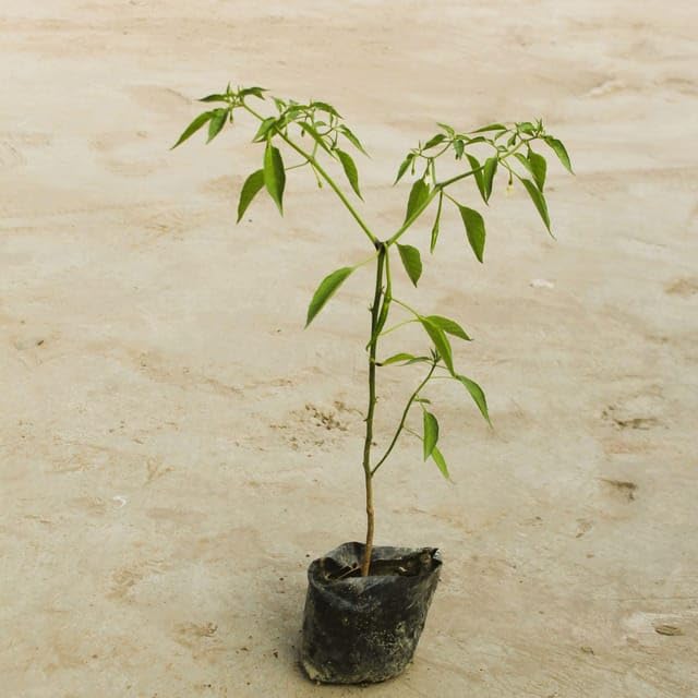 Chilli/Mirchi Plant in 4 inch Evergreen Plant Nursery Bag : Amazon.in ...