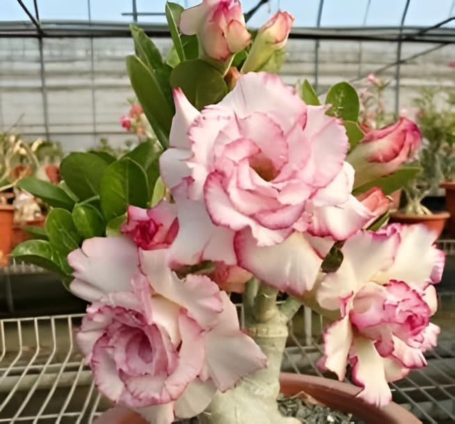 Green view® Original Exotic Pastel Pink Adenium Desert Rose Flower ...