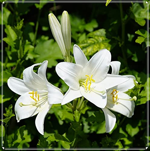 bulbos lilium [Tu Huerto y tus semillas] 2023