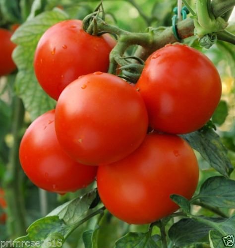 DIOART®AQW-Arka Rakshak F1 Hybrid Tomato-20 SEEDS-CTR-144 : Amazon.in ...