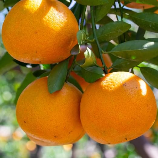 Amazon.com : Navel Orange Tree Live Plant, Navel Orange Tree, Navel ...