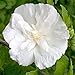 Amazon.com : White Rose of Sharon Tree Live Plant 4 Inc Container ...