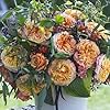 Amazon.com : Heirloom Grandiflora Roses, Live Own Root Plant for ...