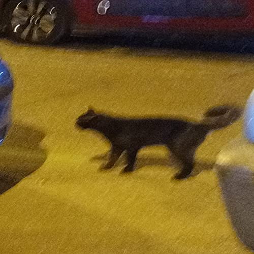 Chaussure Osiris pour le skate : design et robustesse à la clé ...