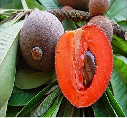 Tropical Rare Sweet Red Flesh sapota_Chikoo,Sobeda Live Plant (Grafted ...