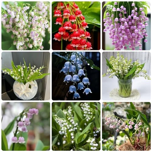 Gras Knolle – Die 16 besten Produkte im Vergleich - Die Hanfseite - das ...