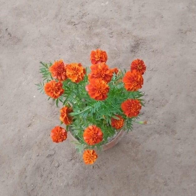 Marigold Flower Genda French Flower Jafri Orange in 6 Inch Nursery ...