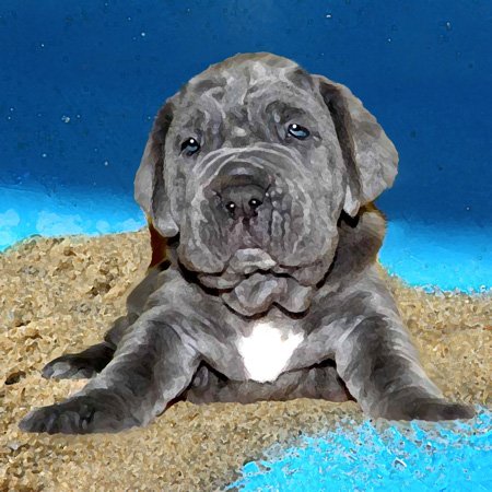 Blue Mastiff Puppy