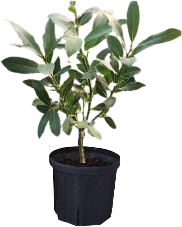 Amazon.com : Bay Leaf Plant Live, Bay Laurel Tree Live Plants, 1 Year ...