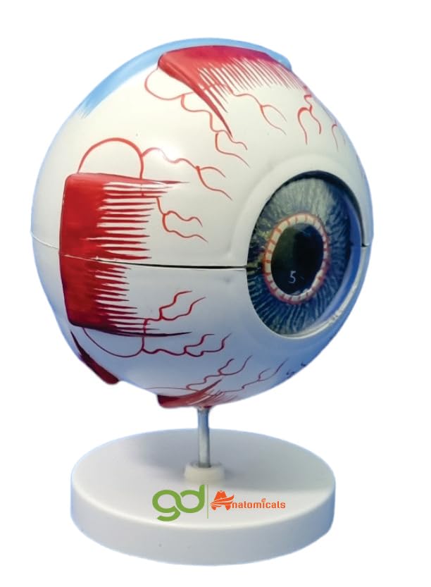 GD ANATOMICALS® Human Eye Model in 7 Parts - 6X Magnification ...