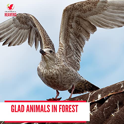 Glad Animals in Forest de VARIOUS ARTISTS en Amazon Music Unlimited