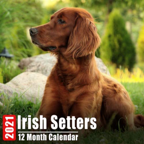 Calendar 2021 Irish Setters: Cute Irish Setter Photos Monthly Mini ...
