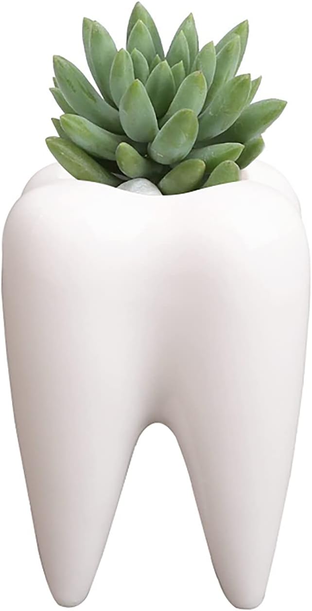 Amazon.com : Easyinsmile Teeth Shaped Molar Vase White Ceramic ...