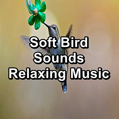 Soft Bird Sounds Relaxing Music di Bird Songs, Singing Birds & Animal ...