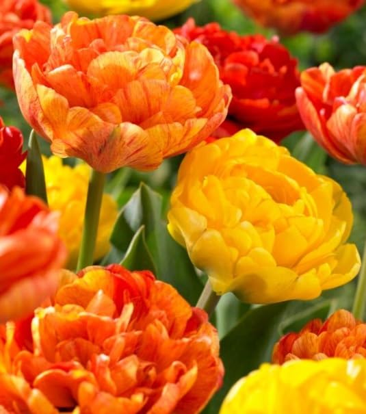 Amazon.com : Spring Joy Double Mixed Tulip Bulbs for Planting - Easy to ...