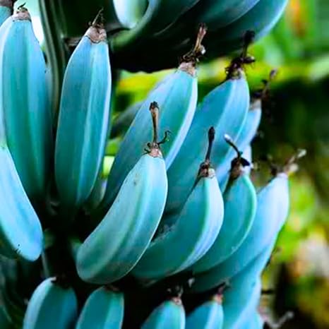Amazon.com : 1 Blue Java Banana Tree Live Plant 5 to 8 inches Height ...