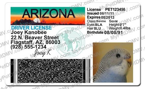 Amazon.com: Pet ID & Drivers License Tag - Arizona: 0013964317008: Pet ...