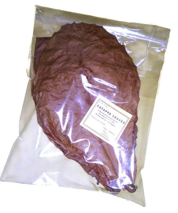 Buy Catappa Leaves-Indian Almond Leaves, Ketapang Leaves-for Aquarium ...