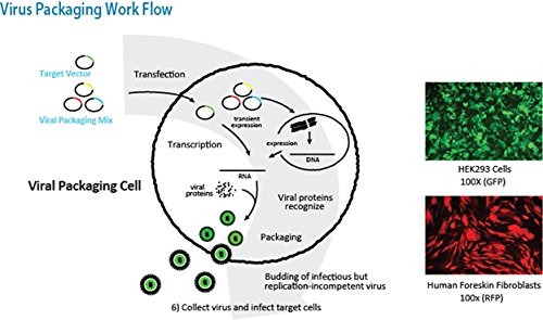 Amazon.com: 101Bio - Retrovirus Packaging Kit, 10 rxn : Industrial ...