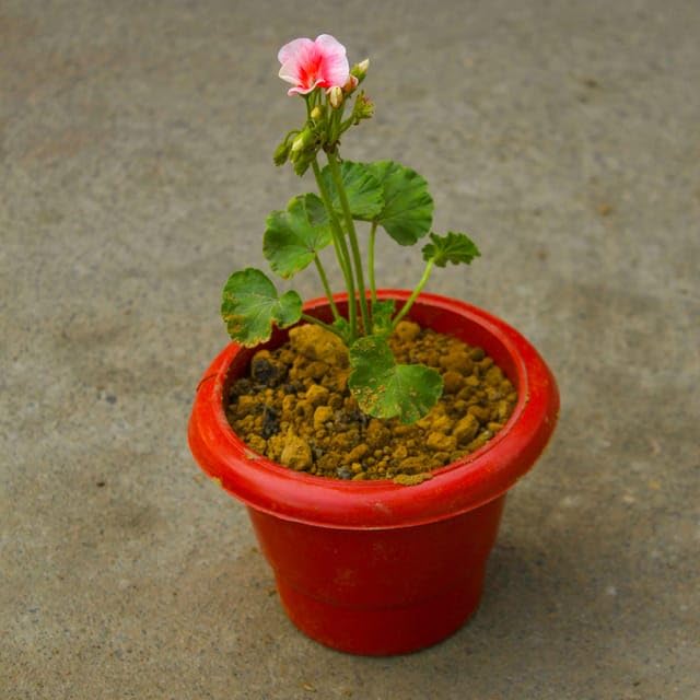 Geranium (any colour) in 6 Inch Classy Red Perennial plants gardening ...