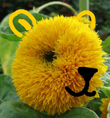 Creative Farmer Flower Seeds : Sooryakanthi Teddy Home Gardening Seeds ...