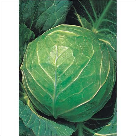 leaf cabbage seeds for gardening Pack Of 35 : Amazon.in: Garden & Outdoors