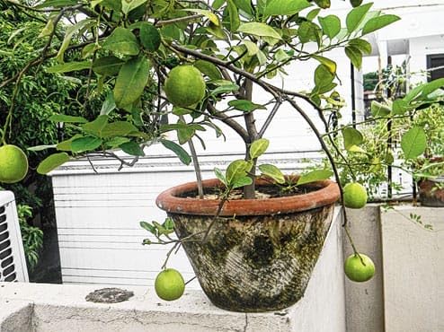 THE GREEN VIEW GARDENS Special Gondhoraj Pati Lemon, Hight 1.5-2feet ...