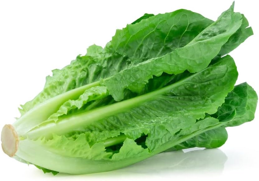 Amazon.com : Vivian Romaine Lettuce Caesar Salad Premium Seeds for ...