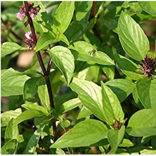 Mphmi Season Flowers NCR Plants Origanum Majorana, Marjoram, Marwa ...