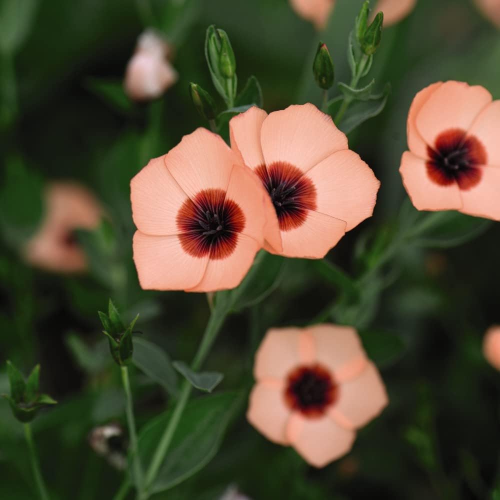 Linum grandiflorum 'Salmon Bright Eyes' Flowering Flax Hardy Annual ...