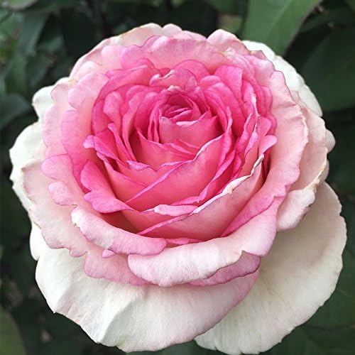 Amazon.com : Heirloom Roses Rose Plant - Eleganza® Pink Enchantment ...