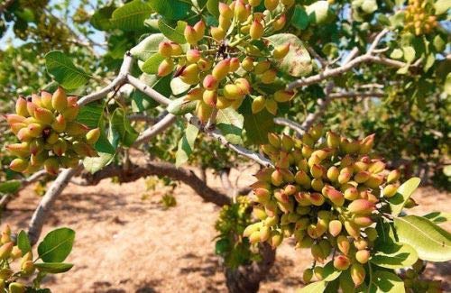 Creative Farmer Live Plant Fruit Pista (Pistachio) - 1 Feet Height ...