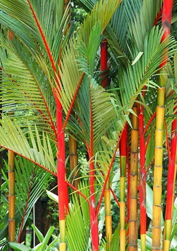 Red Bamboo Tree Seeds for Plant Of 25 : Amazon.in: Garden & Outdoors