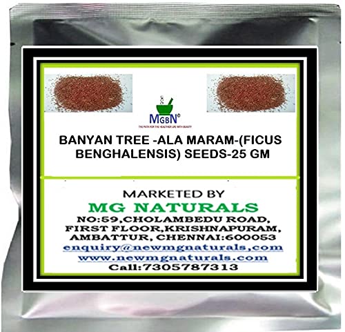 BANYAN TREE -ALA MARAM-(FICUS BENGHALENSIS) SEEDS-25 GM (WITH FREE ...