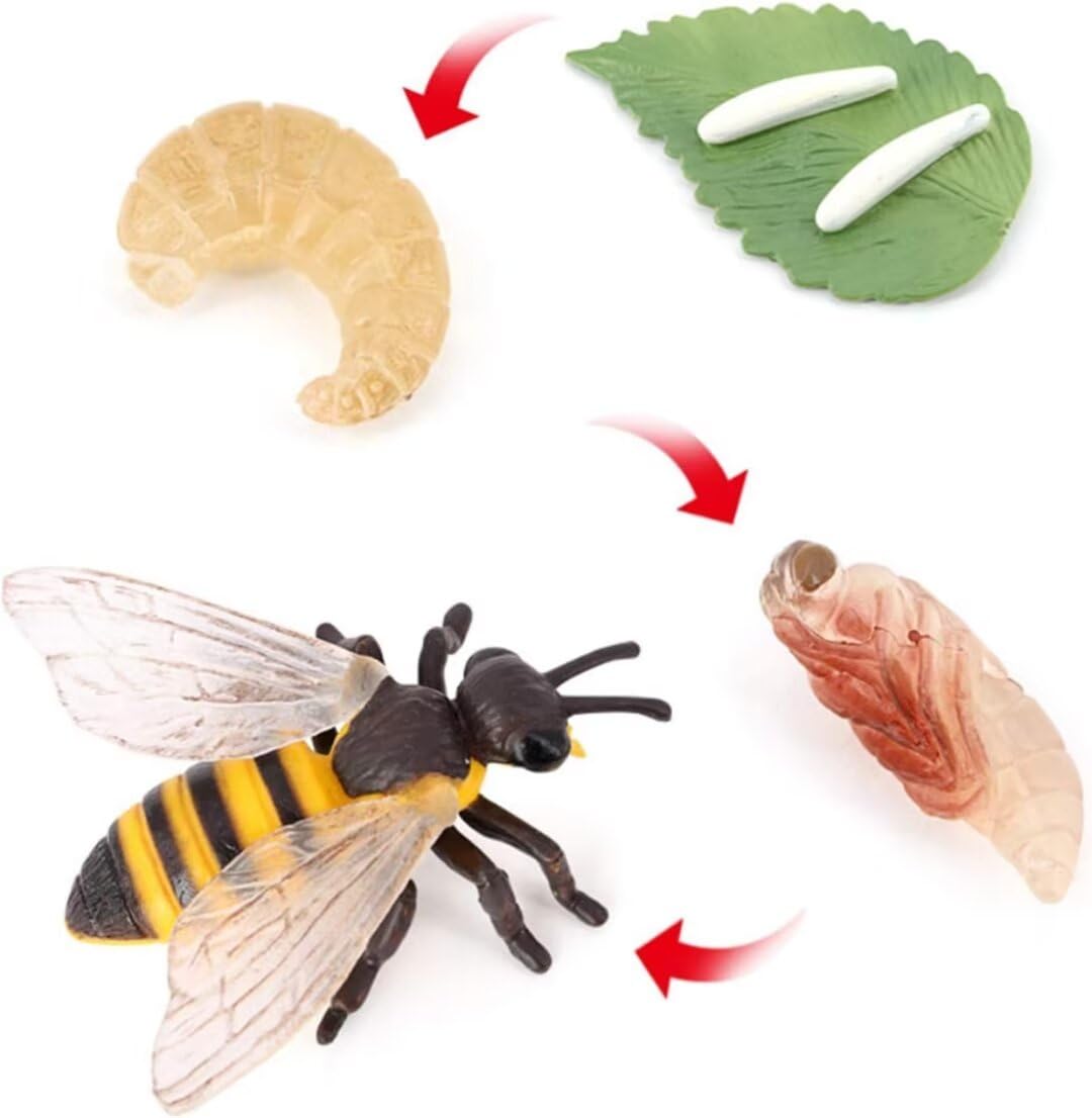 Snapklik.com : Bee Growth Cycle, Animal Growth Cycle Biological Model ...