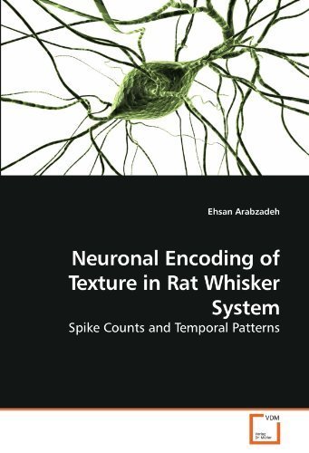 Neuronal Encoding Of Texture In Rat Whisker System Spike Counts And Temporal Patterns By