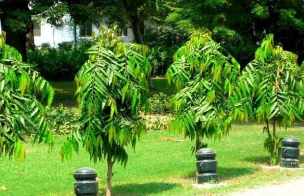 Vixenssell Ashok Tree" Plant (1 healthy Live Plant) : Amazon.in: Garden ...