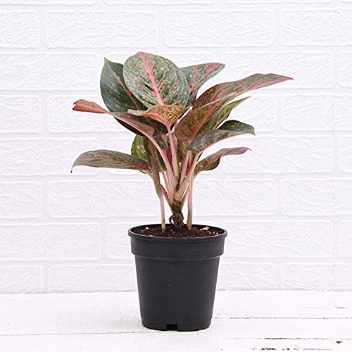 NurseryServe Aglaonema Widuri, Aglaonema Red Peacock Plant for Indoor ...