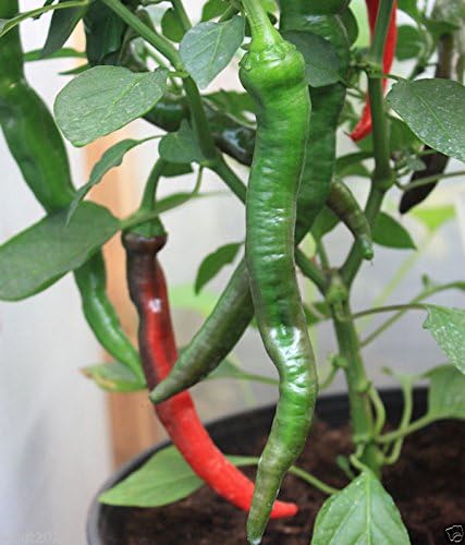 Amazon.com: 30 Seeds Cayenne Large Red Thick Pepper (Capsicum Annuum ...