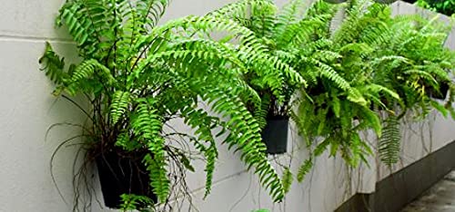 Karalakam Boston Fern (Sword fern, Boston Blue Bell Fern, Tuber ladder ...