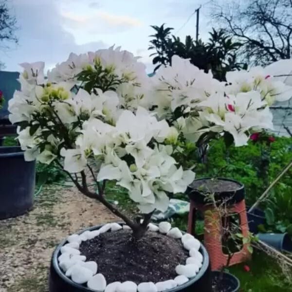 Punarva Bougainvillea Plant Bougainvillea bv11 : Amazon.in: Garden ...