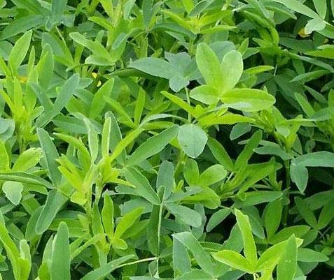 Multicut Berseem seeds (450 gm) : Amazon.in: Garden & Outdoors